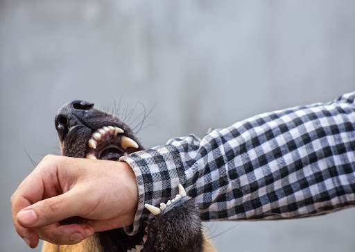 Who's Liable in a Dog Attack? - Sharpe & Leventis, LLC